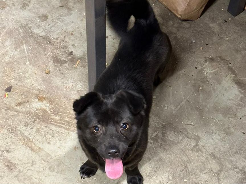 Собака 1 год девочка