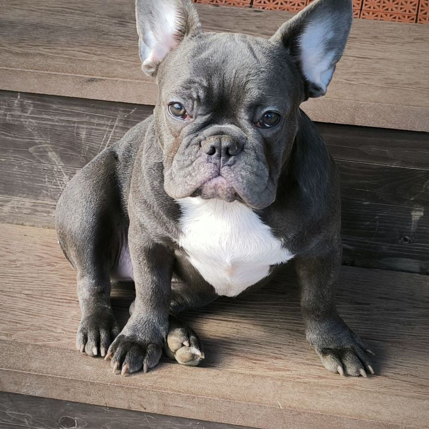 Подросшие щенки французского бульдога