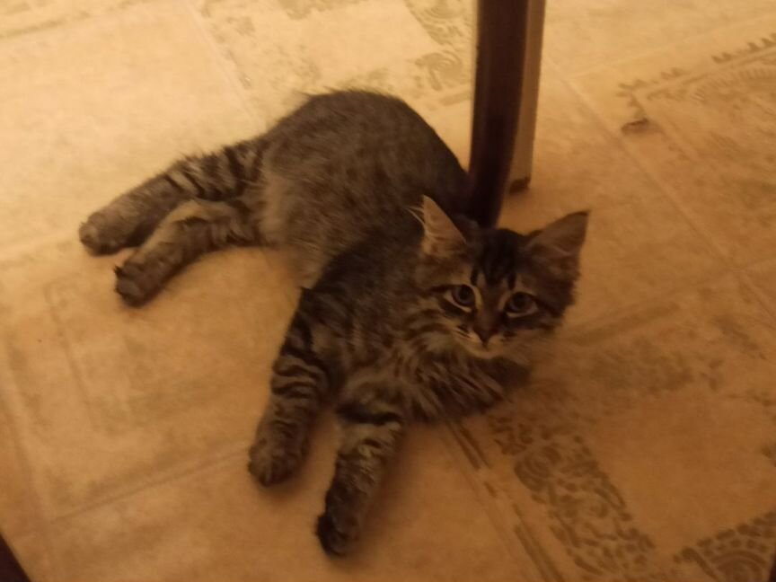 Котёнок девочка Маня