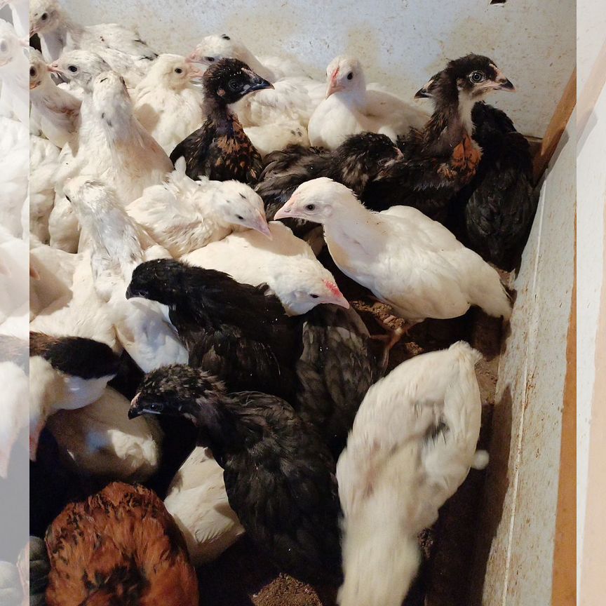 Продам цыплят