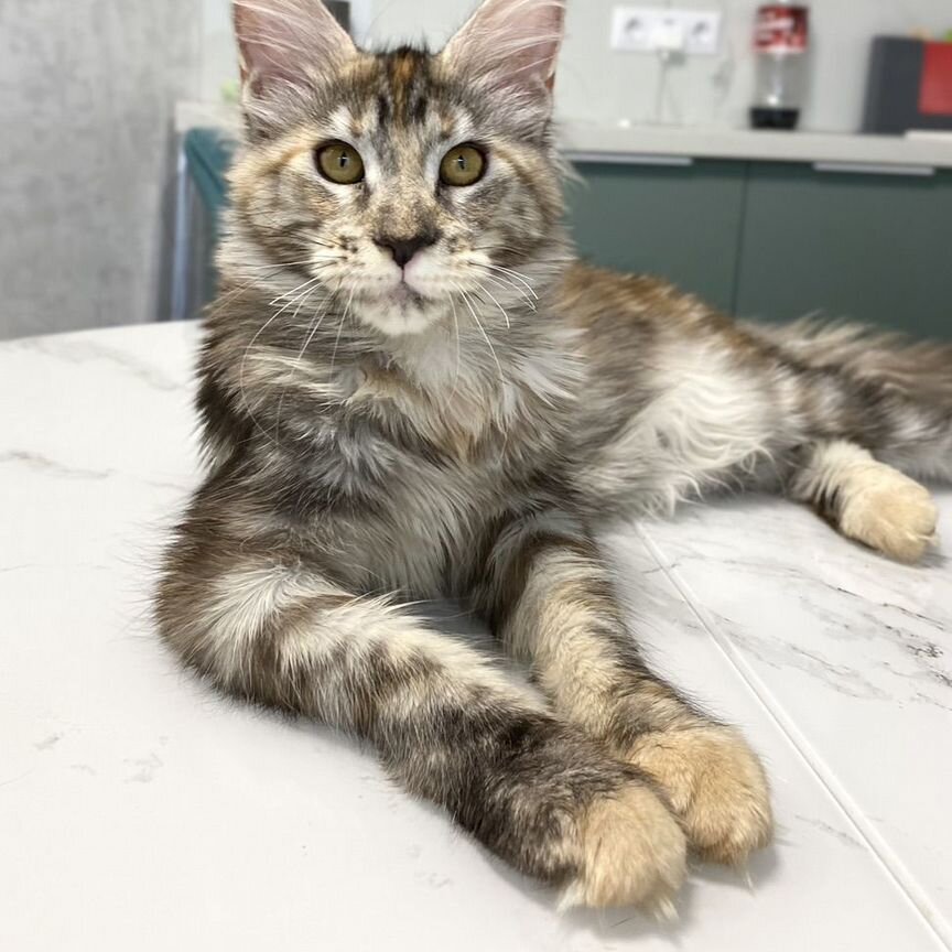 Яркая девочка мейнкун