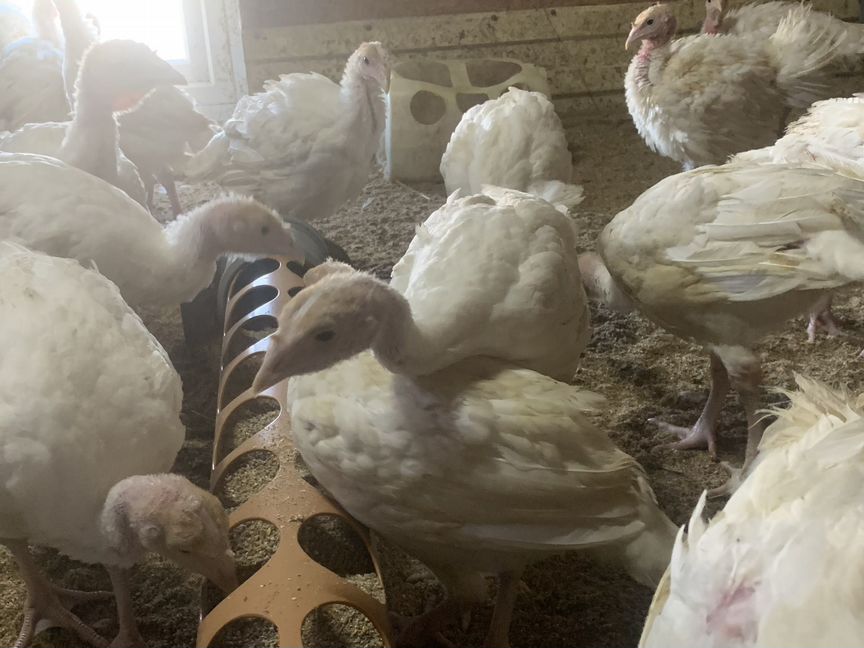 Индюки Биг 6(Испания/Словакия) 45 дней