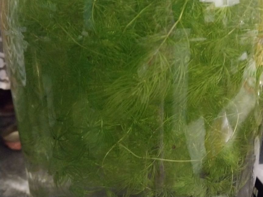 Травка для аквариума