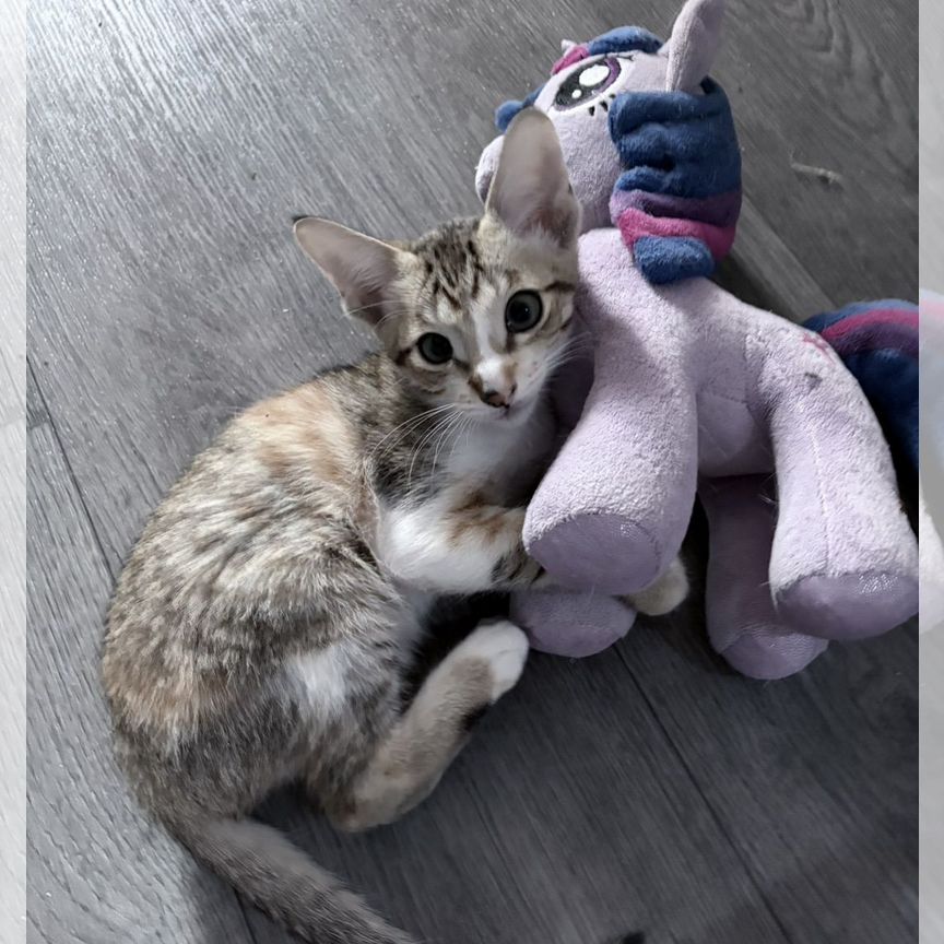 Ориентальный котёнок