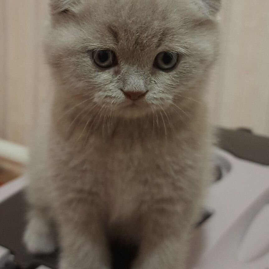 Котик