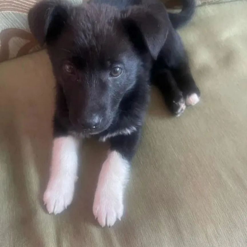 Щенок в добрые руки