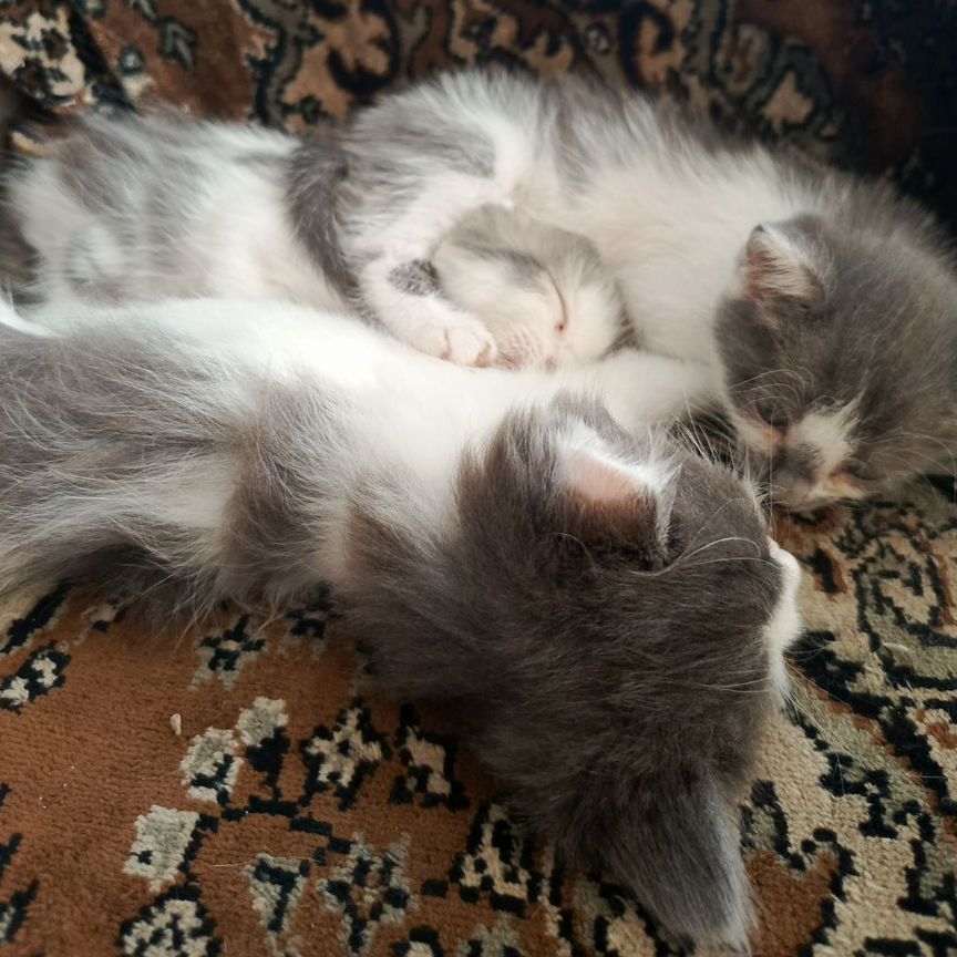 Котята в добрые руки