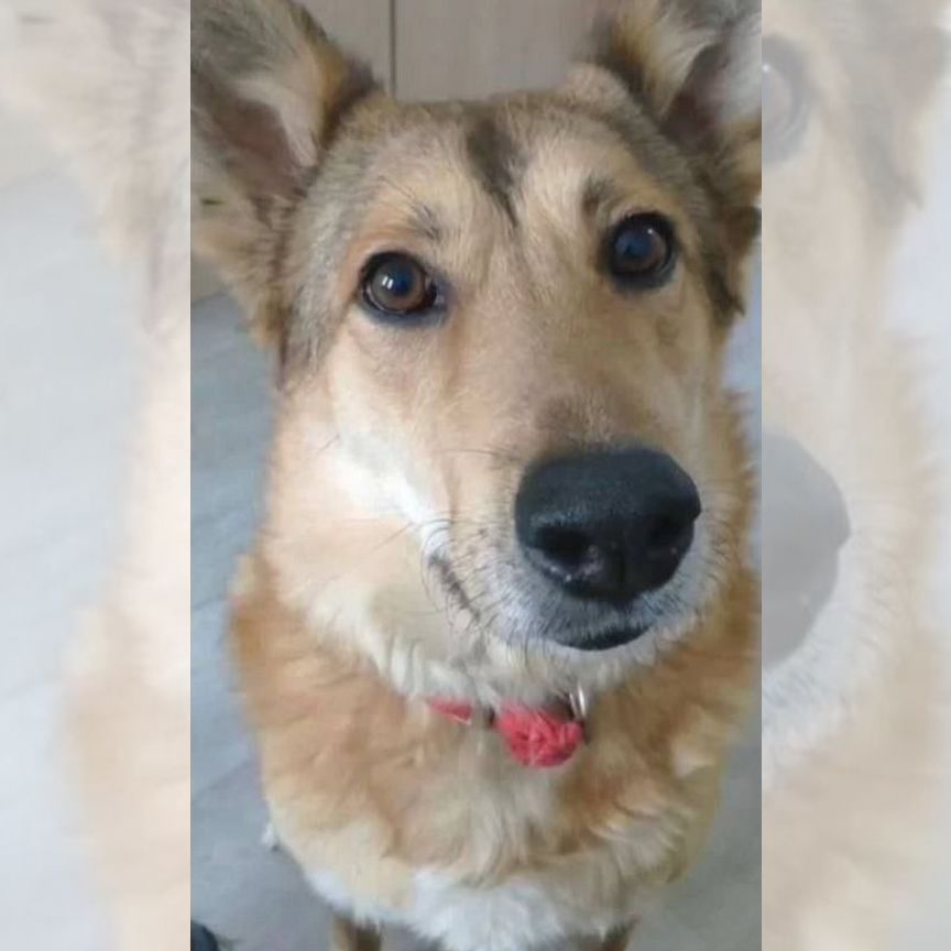 Лайка, взрослый пёс