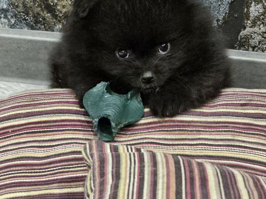 Шпиц мальчик