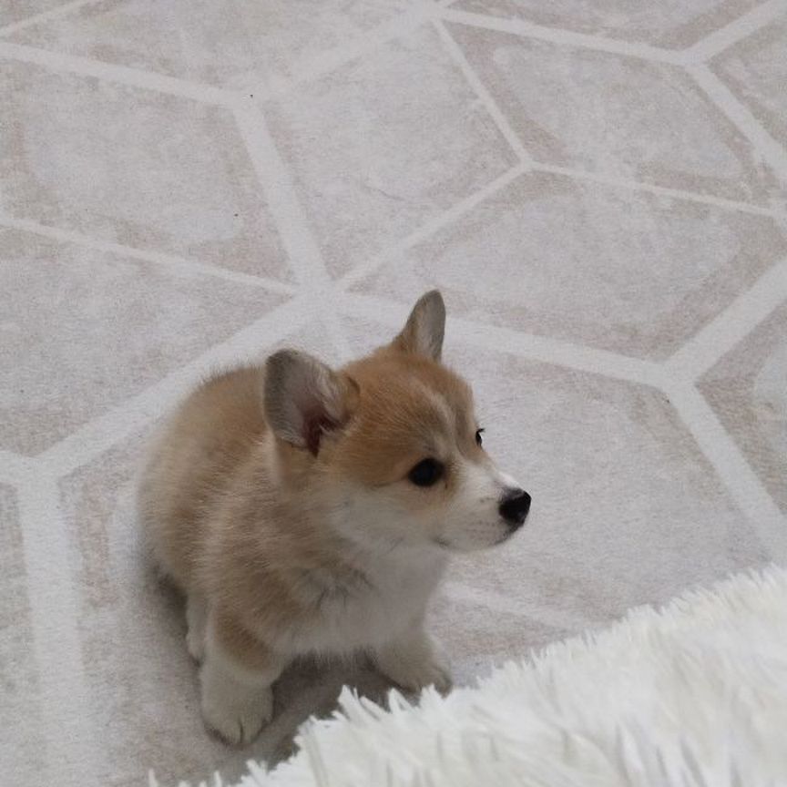 Продам щенка Вельш Корги пемброк