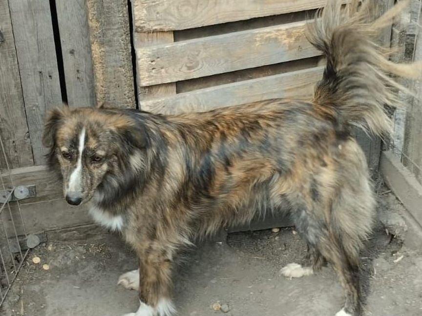 Выгнали собаку