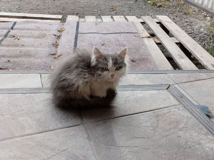 Черно белый котенок