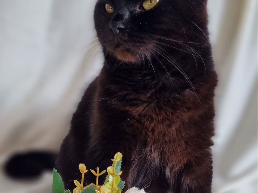 Британская кошечка Черри 2г