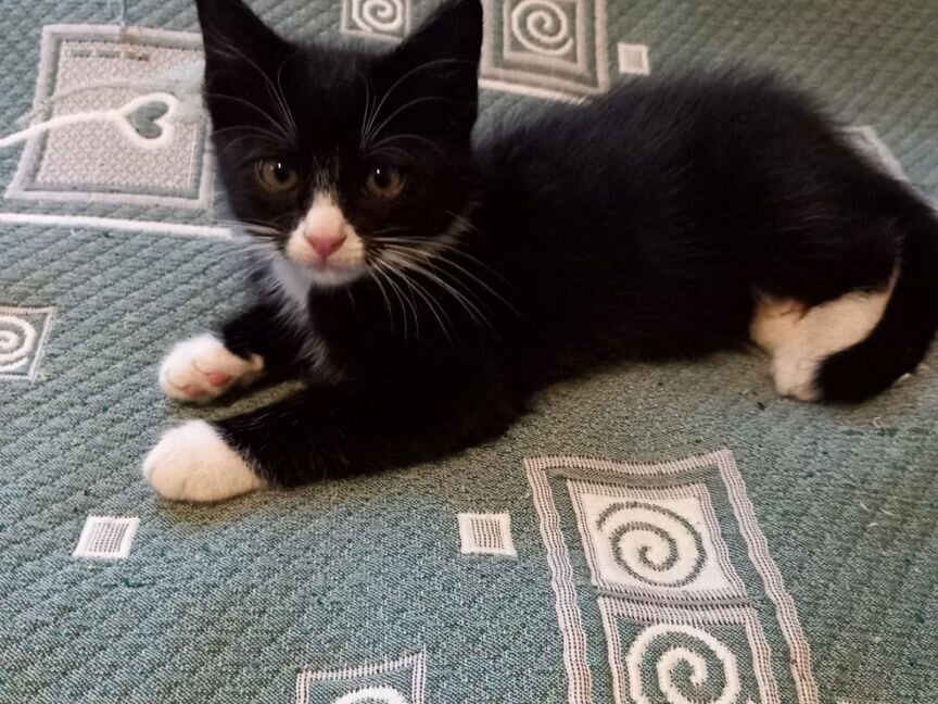 Черный котенок в добрые руки