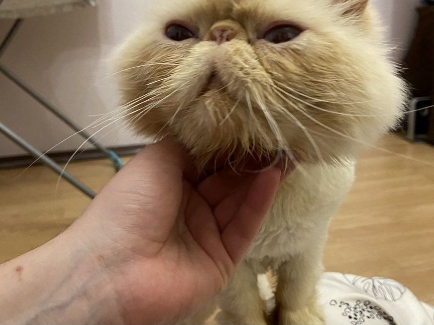 Экзотический кот отдам
