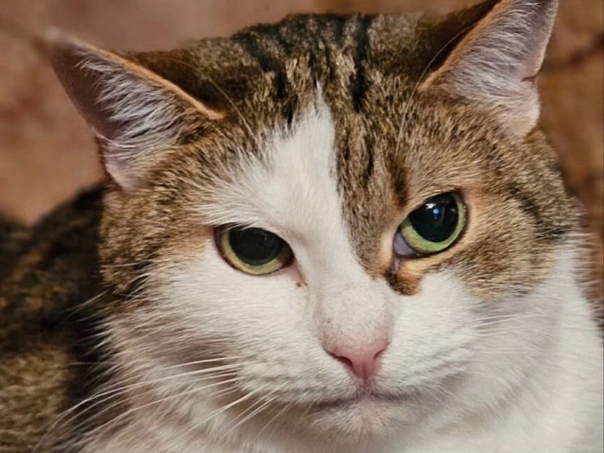 Кошка