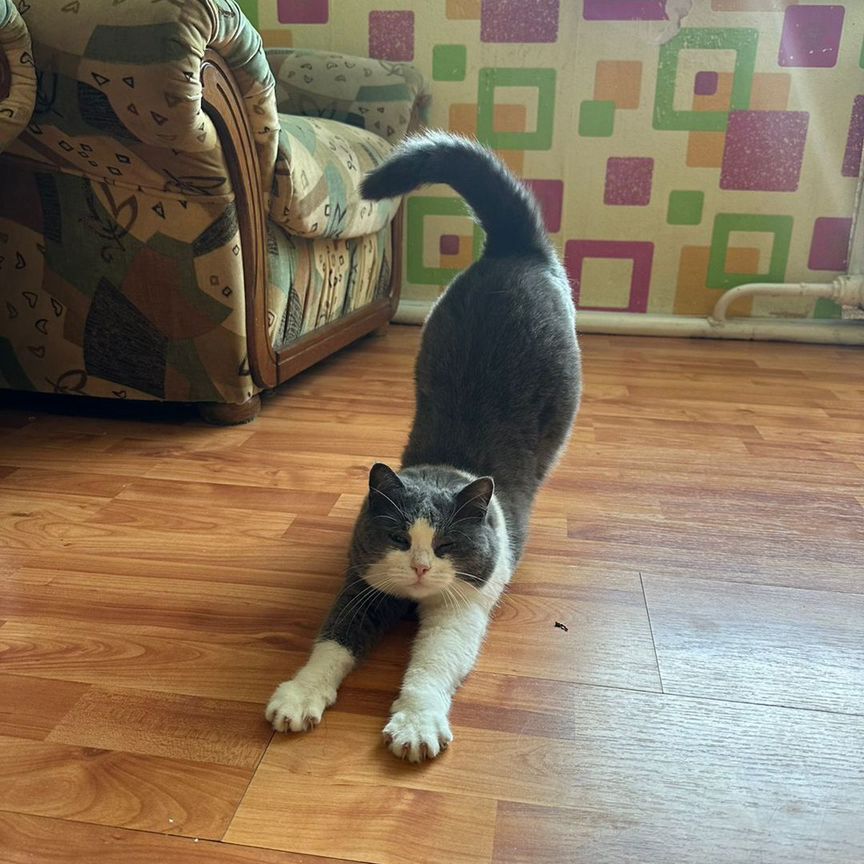 Отдам в добрые руки кошечек и котиков