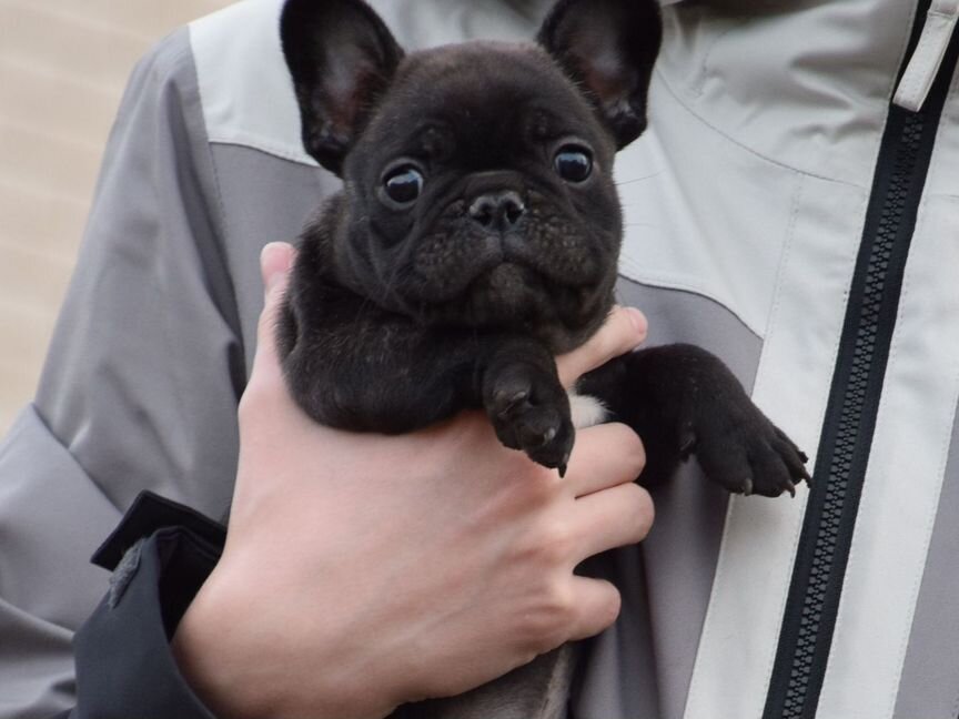 Французский бульдог