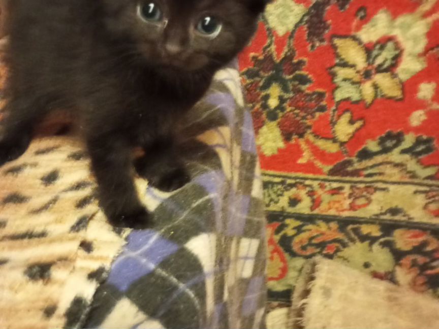Британские котята