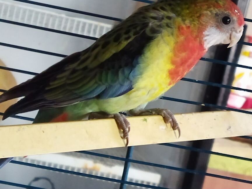 Розелла пёстрая