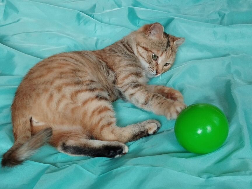 Молоденькая кисочка в добрые руки