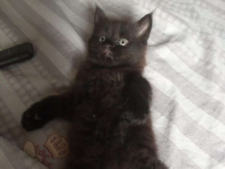 Котятки мейн кун