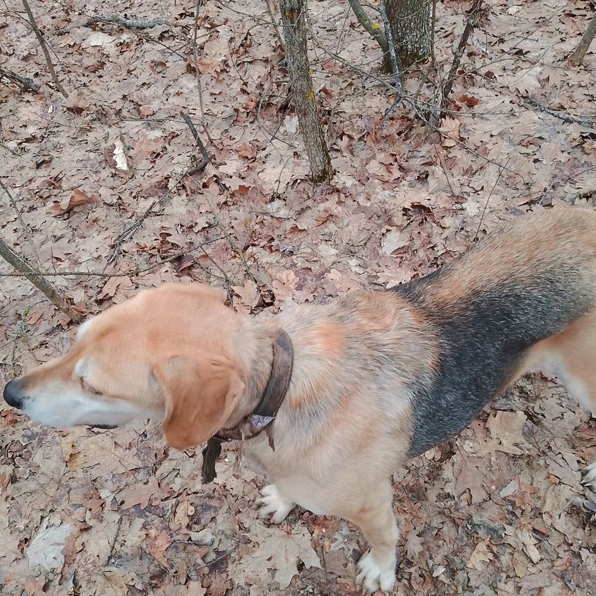 Русская гончая выжлец