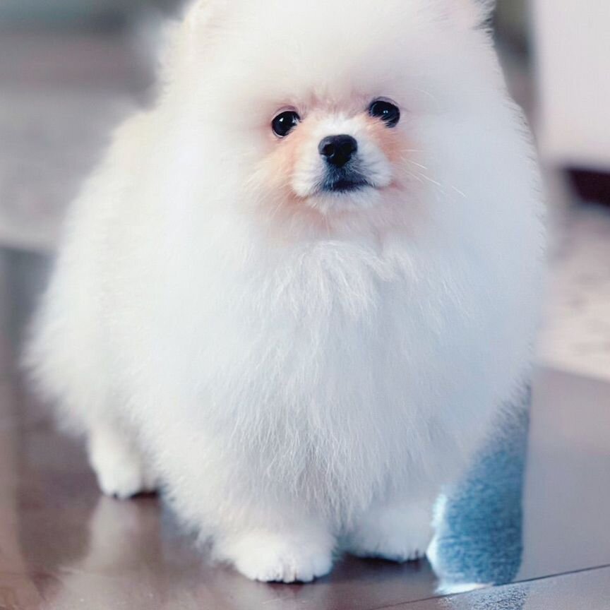 Померанский шпиц мини