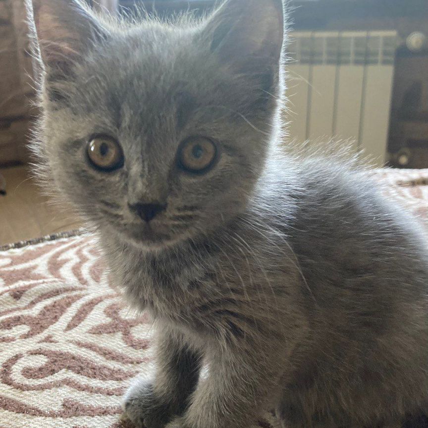 Кошка в дар