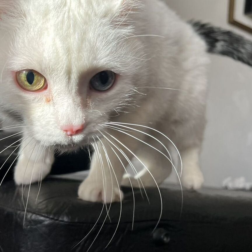 Очень ласковый кот