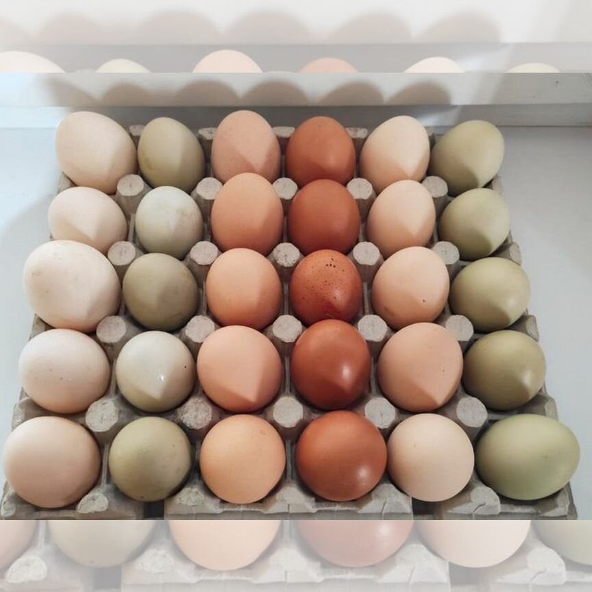 Яйца на инкубацию