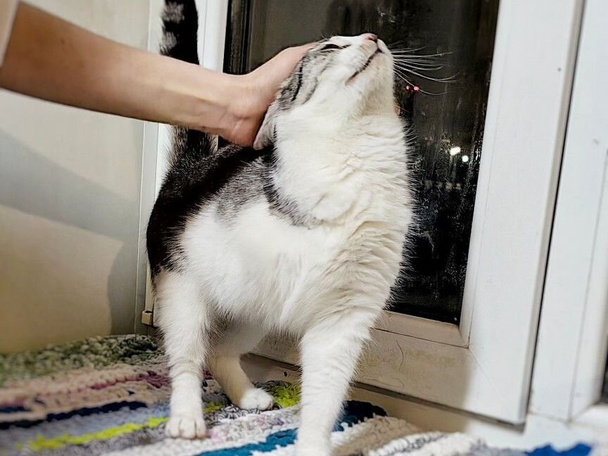 Особенная кошка ищет дом