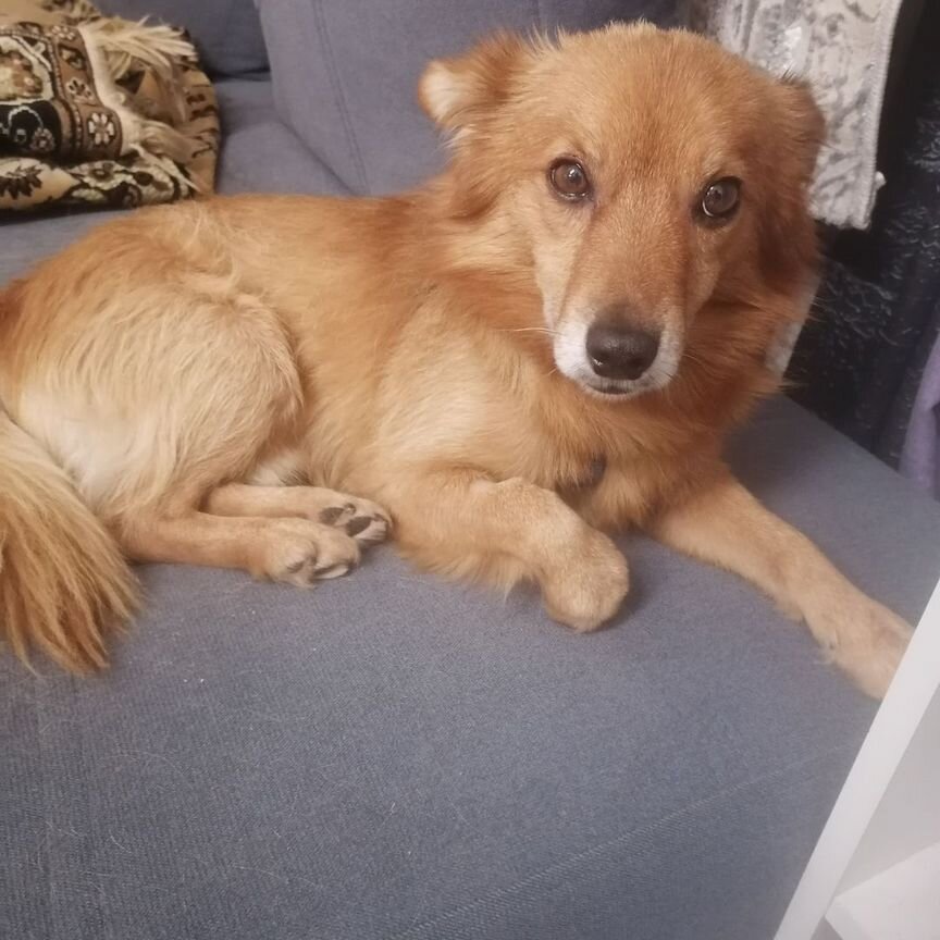 Собака в добрые руки