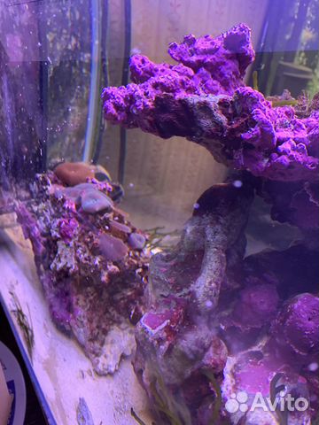 Живые камни в морской аквариум