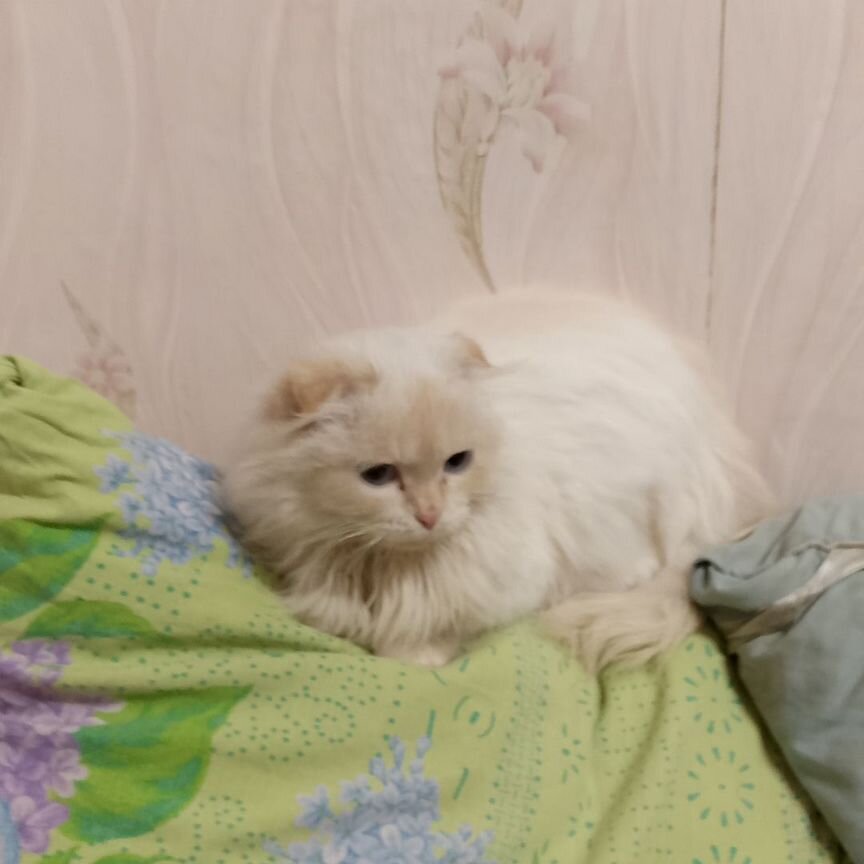 Отдам кошку, возраст 6 месяцев, к лотку приучена