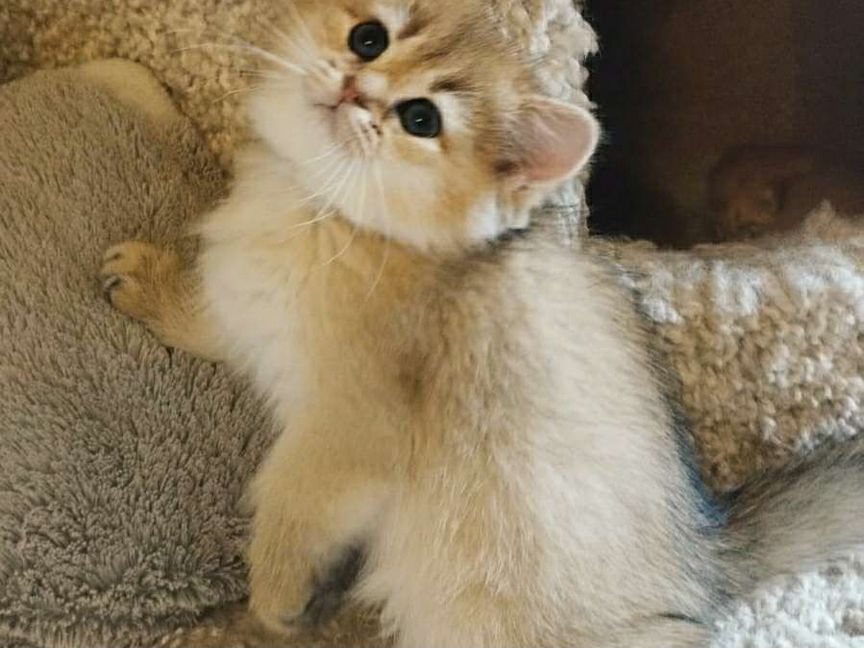 Золотая шиншилла(кошечка) с родословной