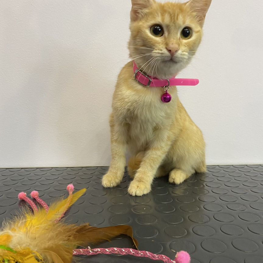 Котенок Лира