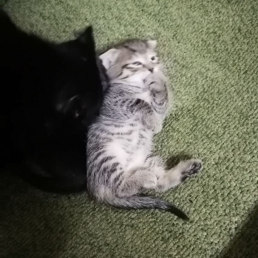 Котята