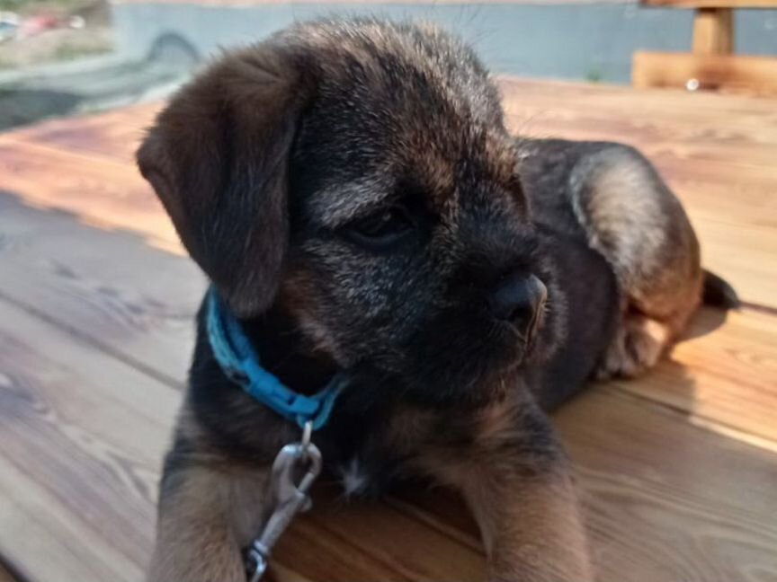 Щенки Бордера