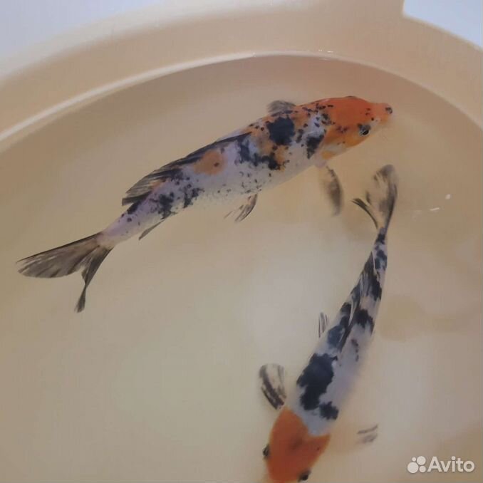 Мальки карпа кои