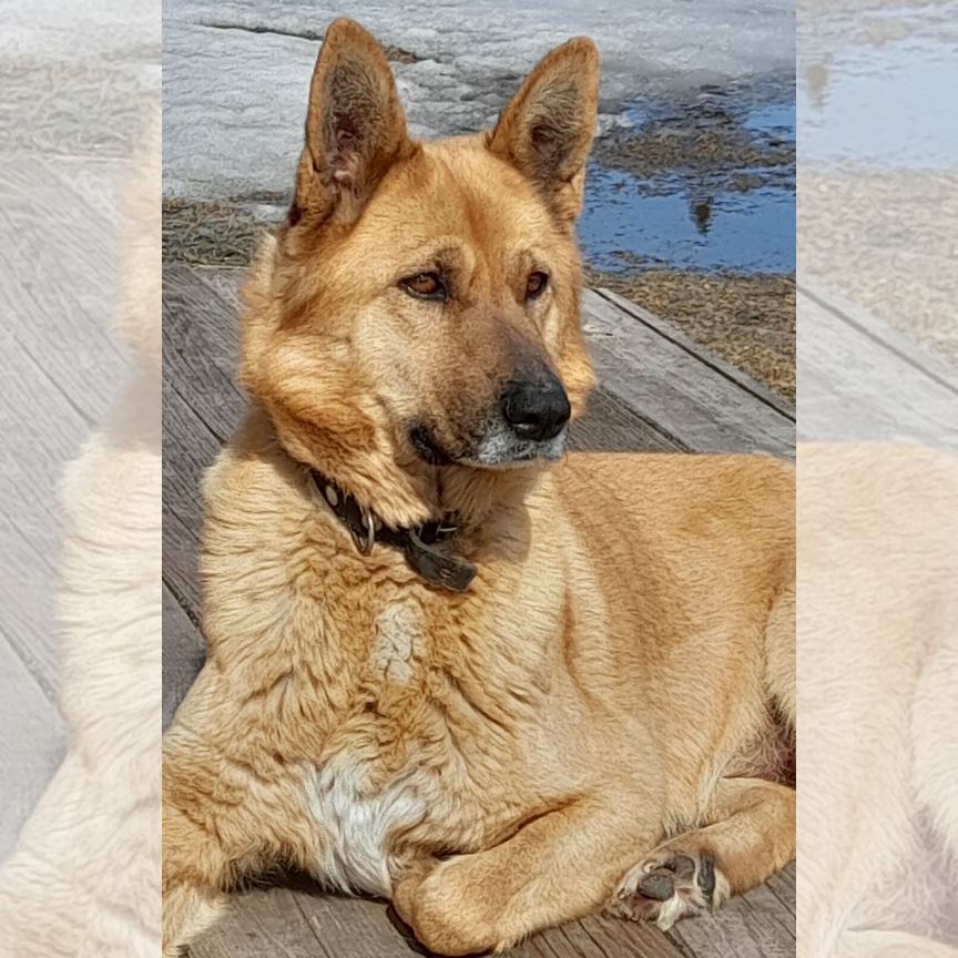 Немецкая овчарка, щенок