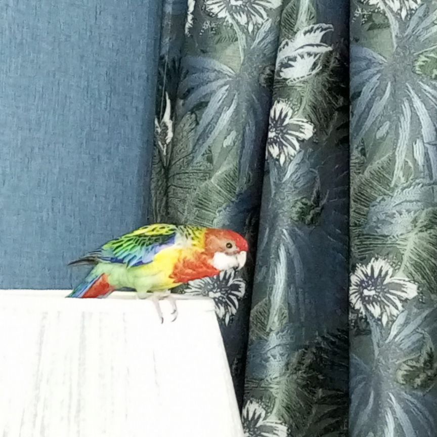 Попугай розелла