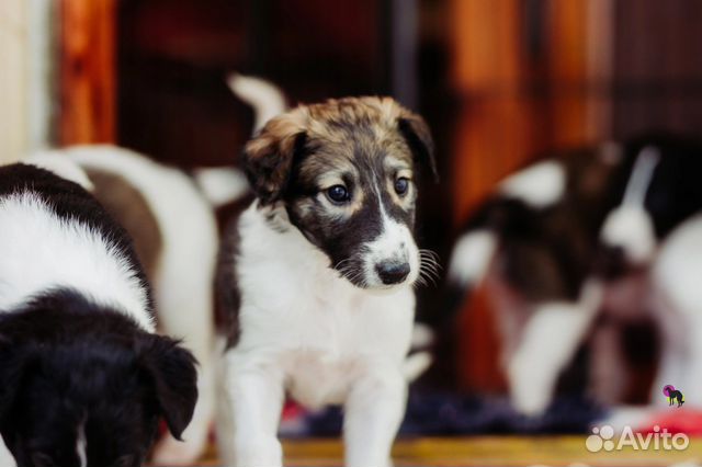 Мальчик русской псовой борзой