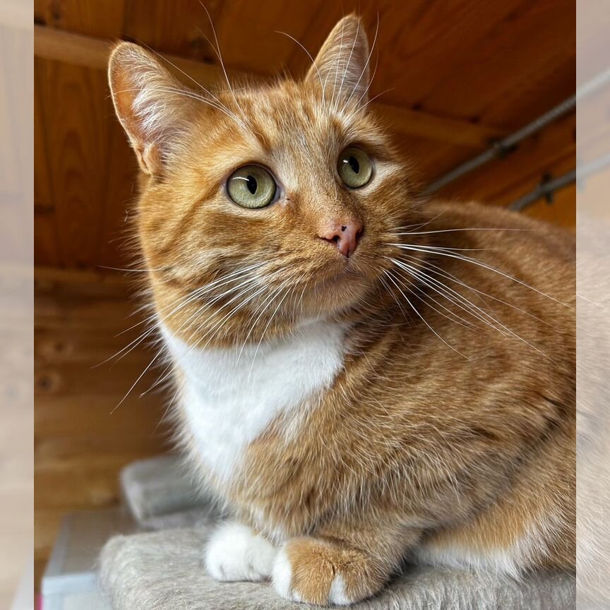 Взрослый кот в добрые руки