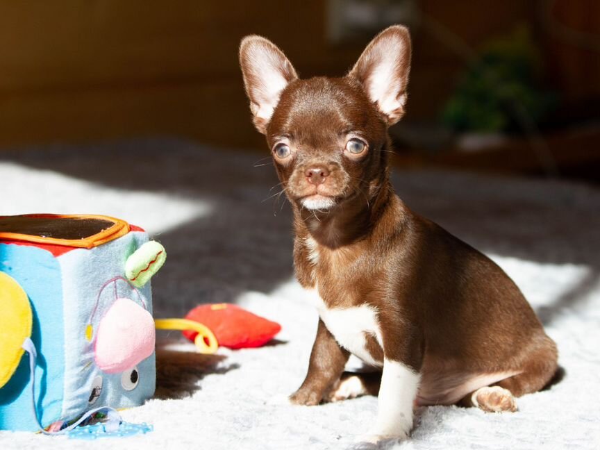 Щенок чихуахуа. Мальчик Марк