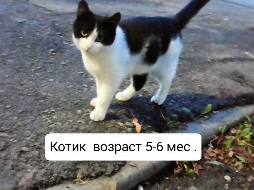 Молодой котик ищет дом