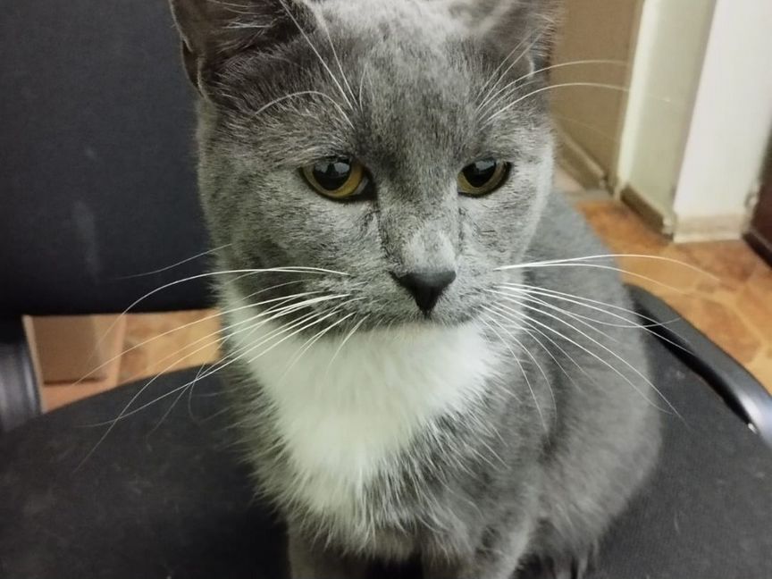 Отдам бесплатно