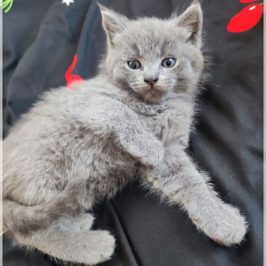 Британский короткошёрстный котёнок