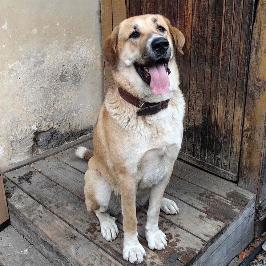 Взрослая собака в добрые руки