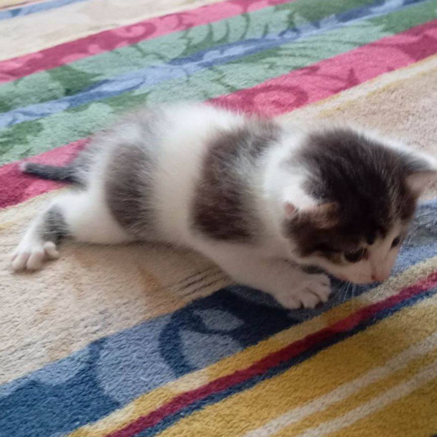 Котёнок в добрые руки